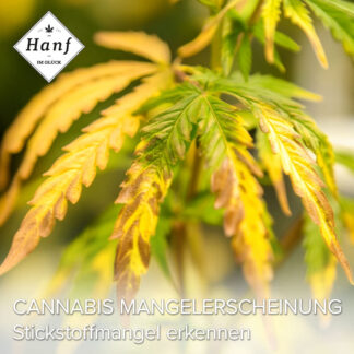 Cannabis Blatter Gelb