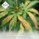 Cannabis Blatter Gelb
