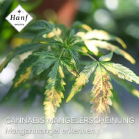 Cannabis Mangelerscheinungen: 14 Defizite & Symptome