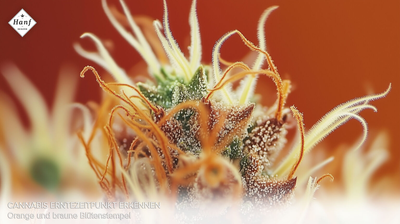 Cannabis Erntezeitpunkt: Wann Pflanzen ernten? - Hanf im Glück