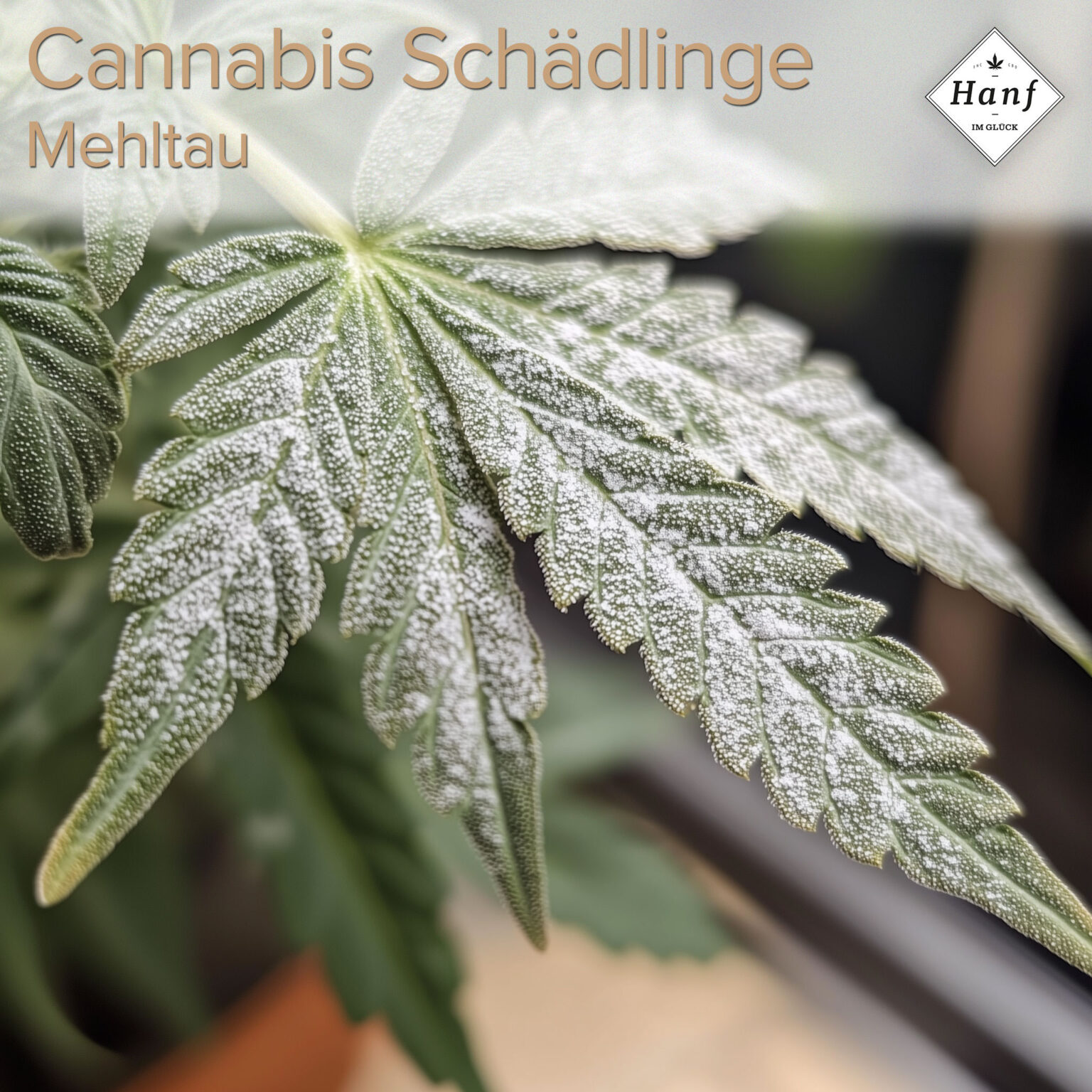 Cannabis Mehltau: Erkennen, Bekämpfen, Vorbeugen - Hanf im Glück